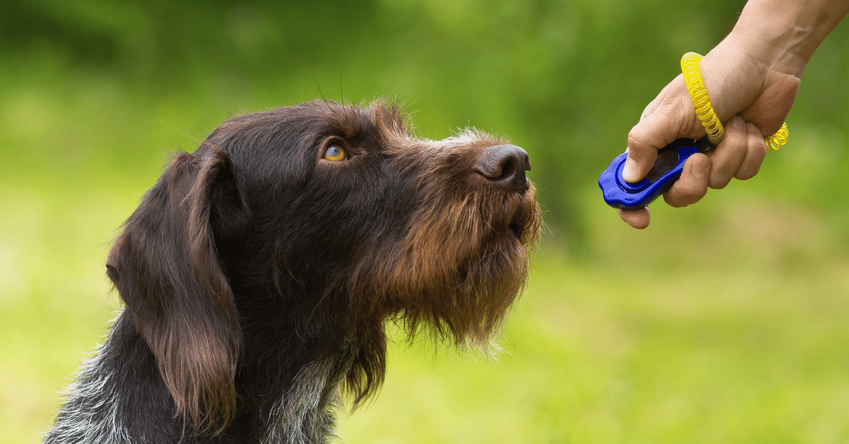 Clicker Training: Using Clicker and Reward Techniques for Effective ...