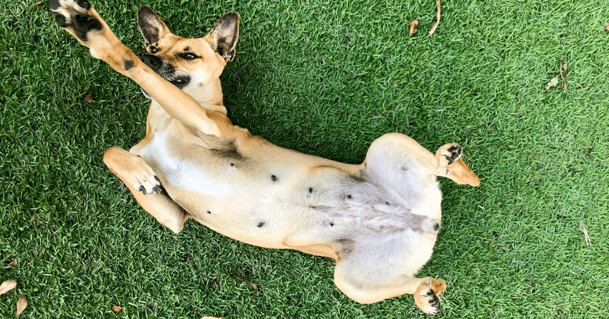 Understanding Common Pet Digestive Issues: Causes and Solutions